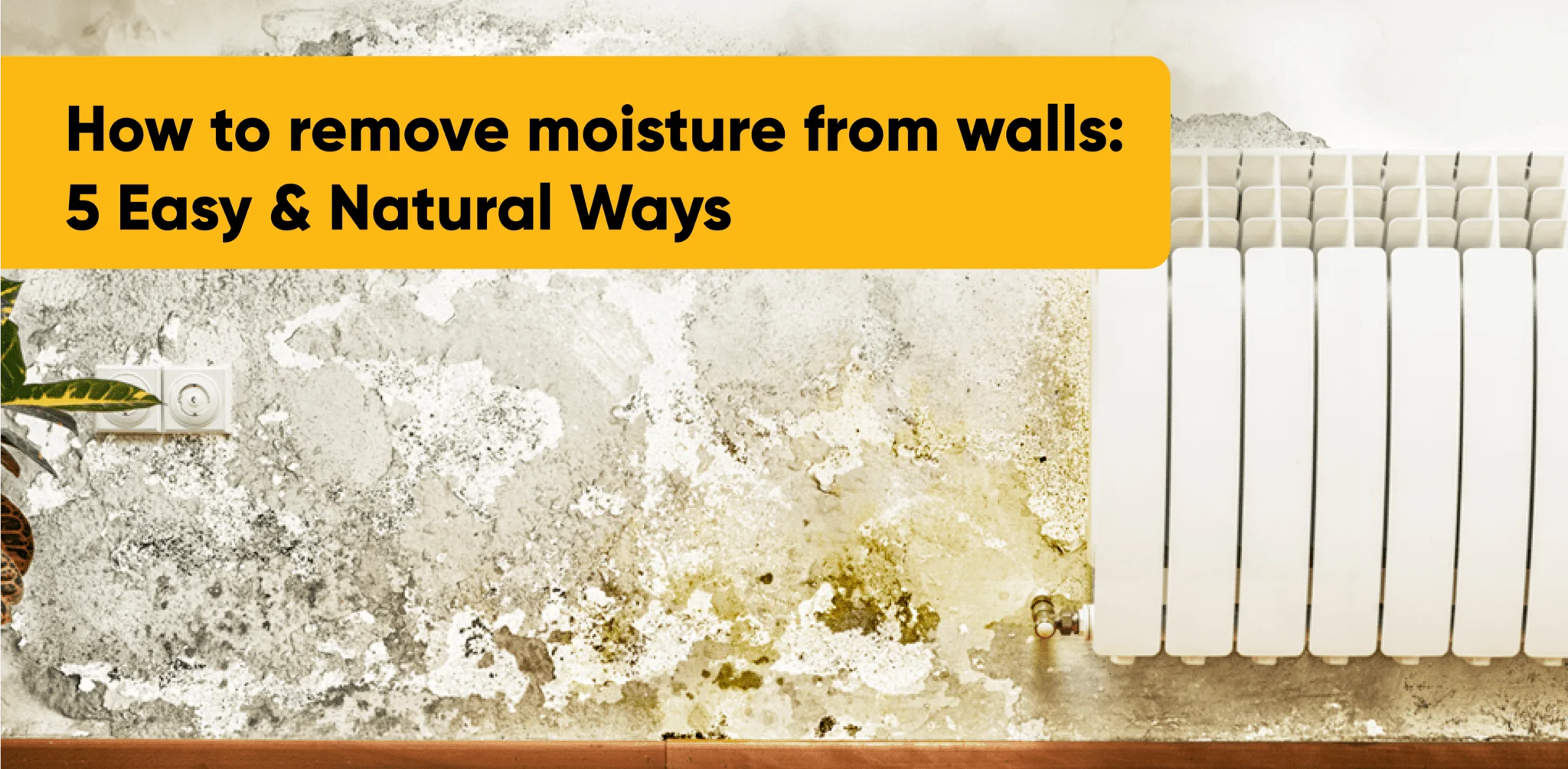 HOW TO REMOVE AND FIX MOISTURE FROM DRY DAMP WALLS? - PropChk